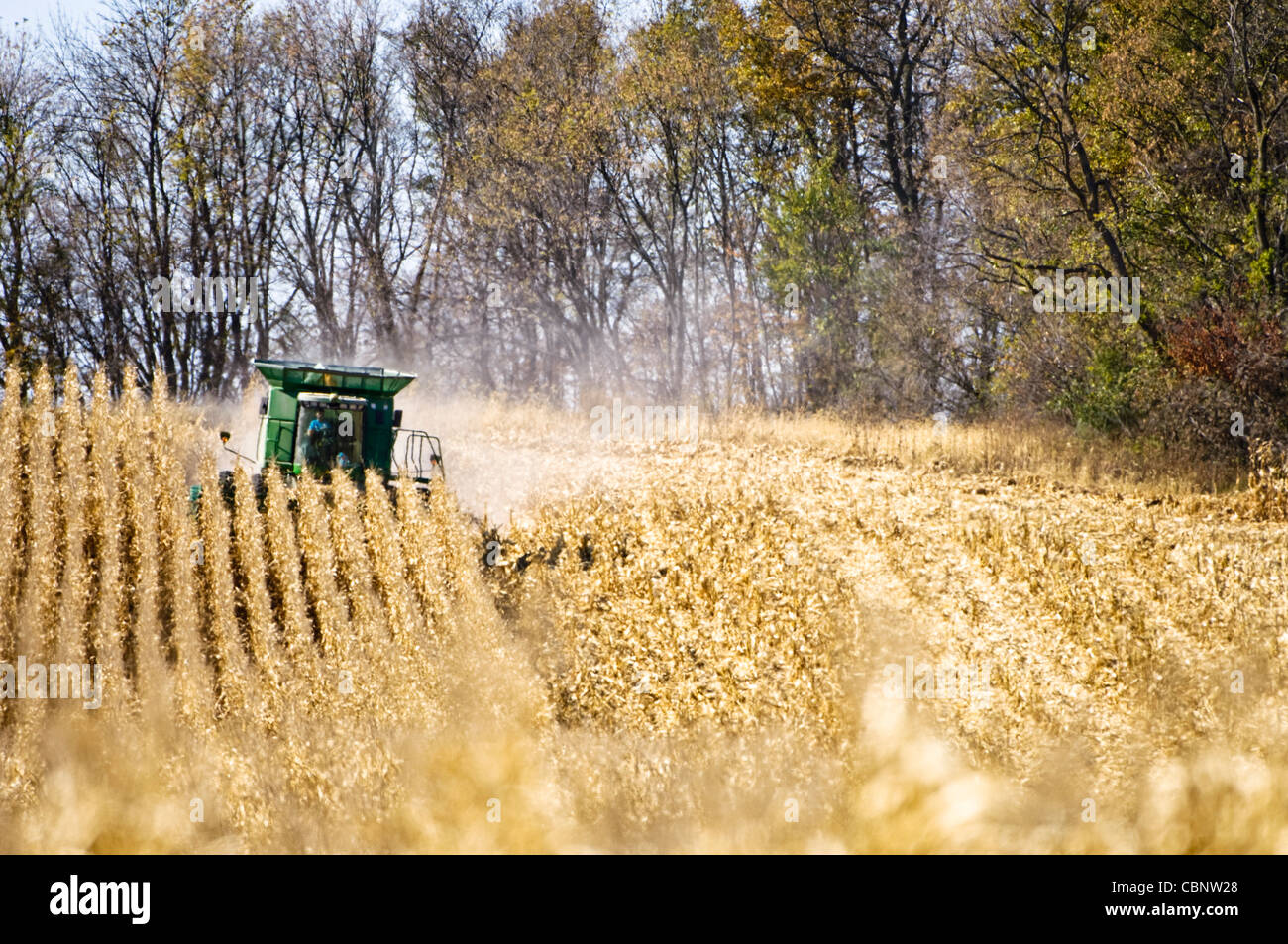 A combine harvester picking corn crop in a cloud of dust Stock Photo ...