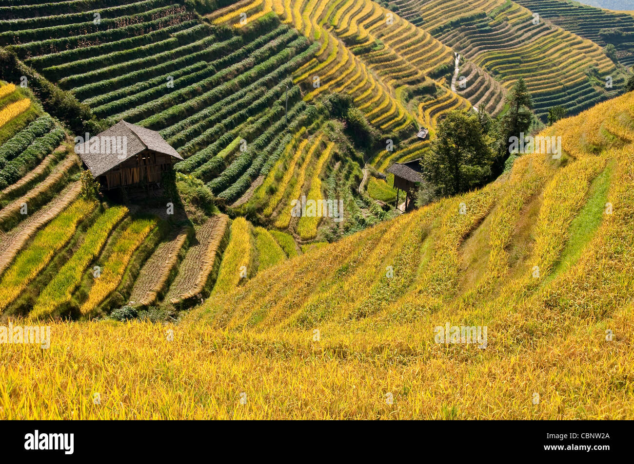 Longji rice terraces dazhai village hi-res stock photography and images ...