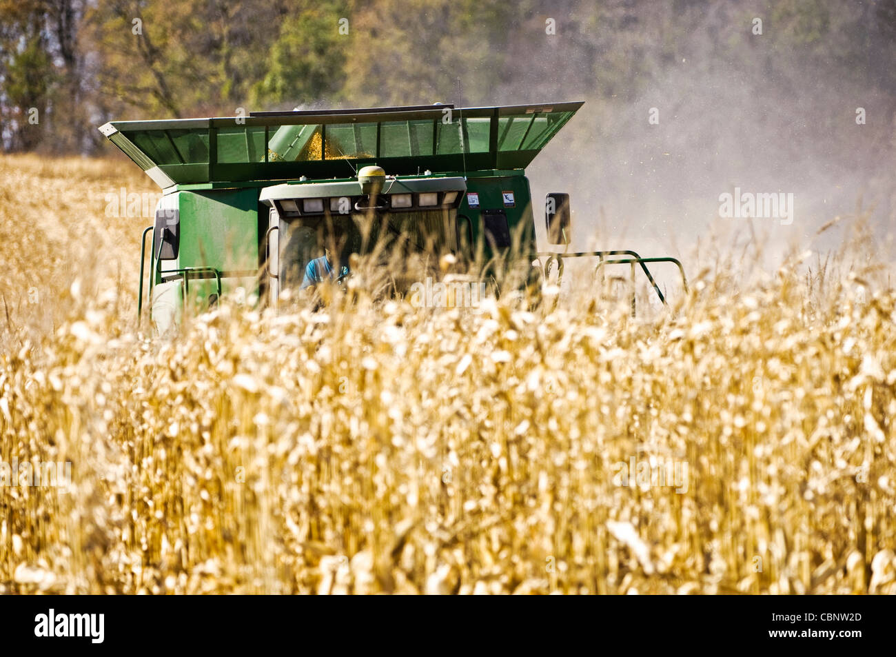 A combine harvester picking corn crop in a cloud of dust Stock Photo ...