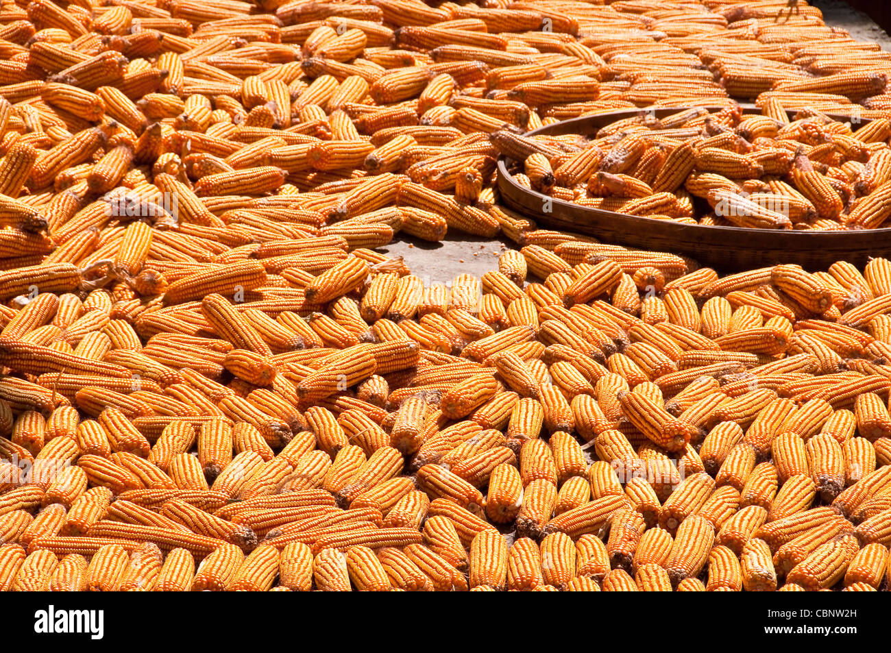 Corn drying in the sun - Village of Dazhai, Guangxi province (China ...