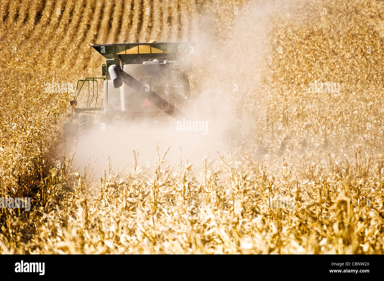 A combine harvester picking corn crop in a cloud of dust Stock Photo ...
