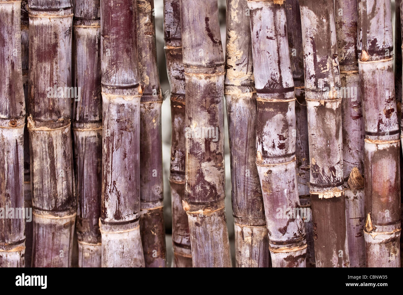 Stand Of Sugar Cane High Resolution Stock Photography and Images - Alamy