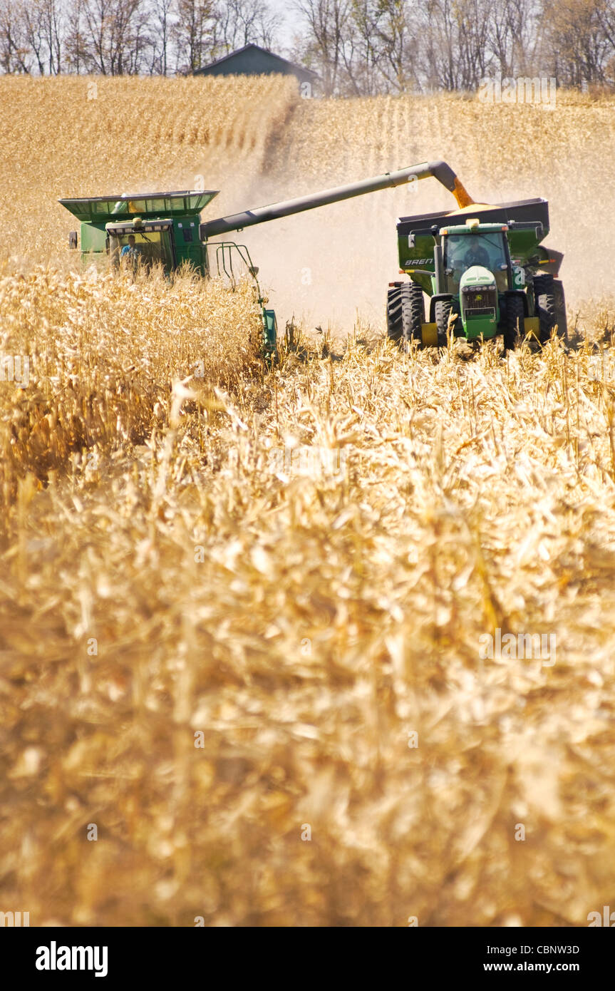 A combine harvester picks the corn crop and off loads the kernels to a ...