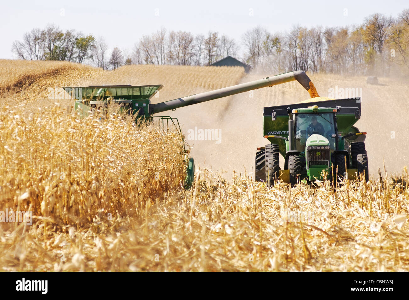 A combine harvester picks the corn crop and off loads the kernels to a ...