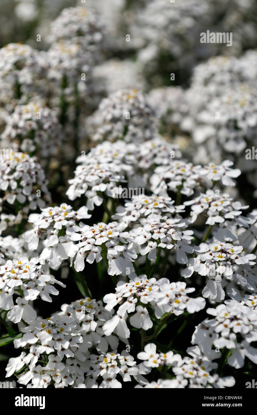 Candytuft Iceberg Iberis amara white annual flower bloom blossom ...
