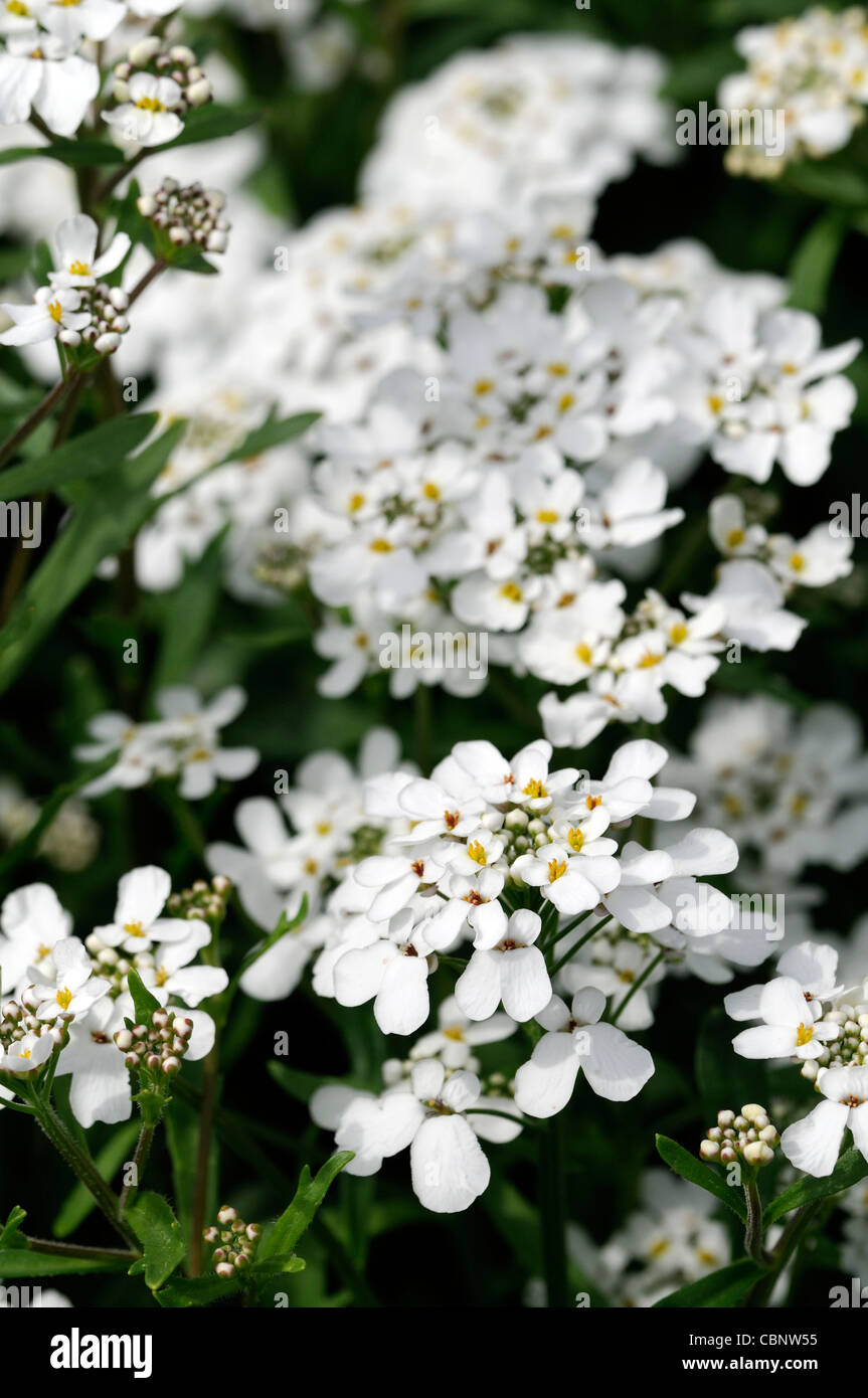 Candytuft Iceberg Iberis amara white annual flower bloom blossom ...