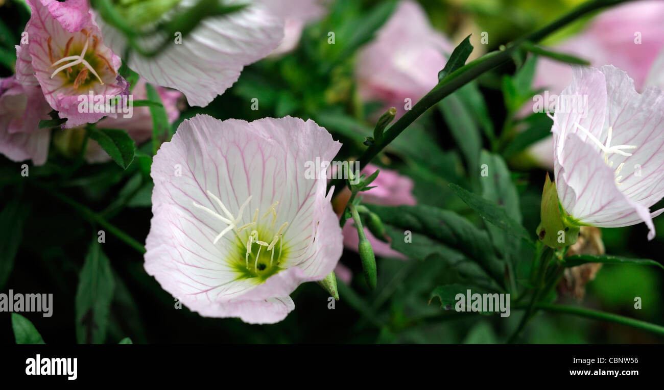 oenothera speciosa twilight evening primrose pink flowers blooms ...