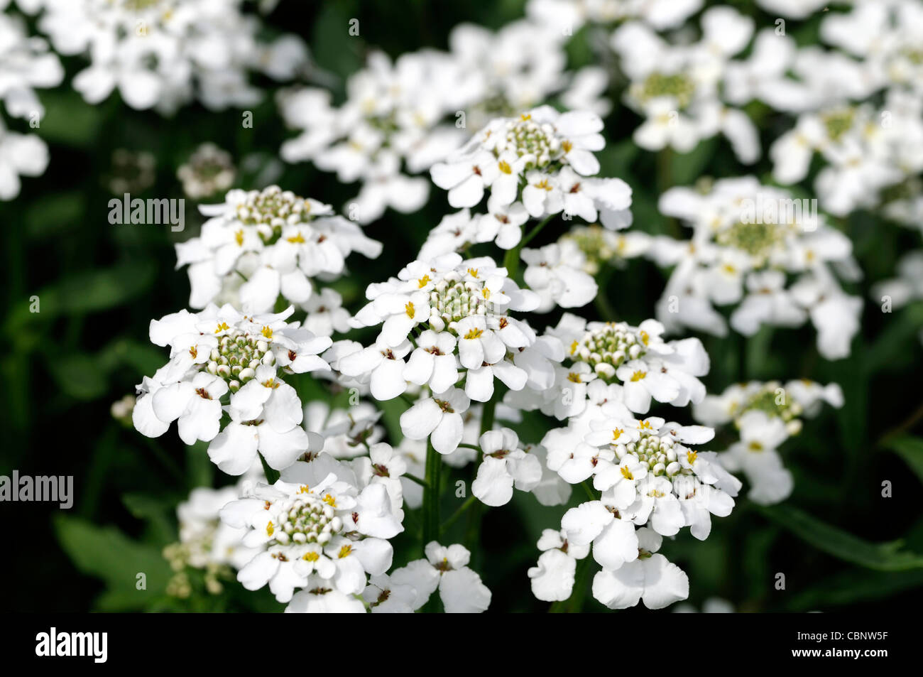 Candytuft Iceberg Iberis amara white annual flower bloom blossom ...