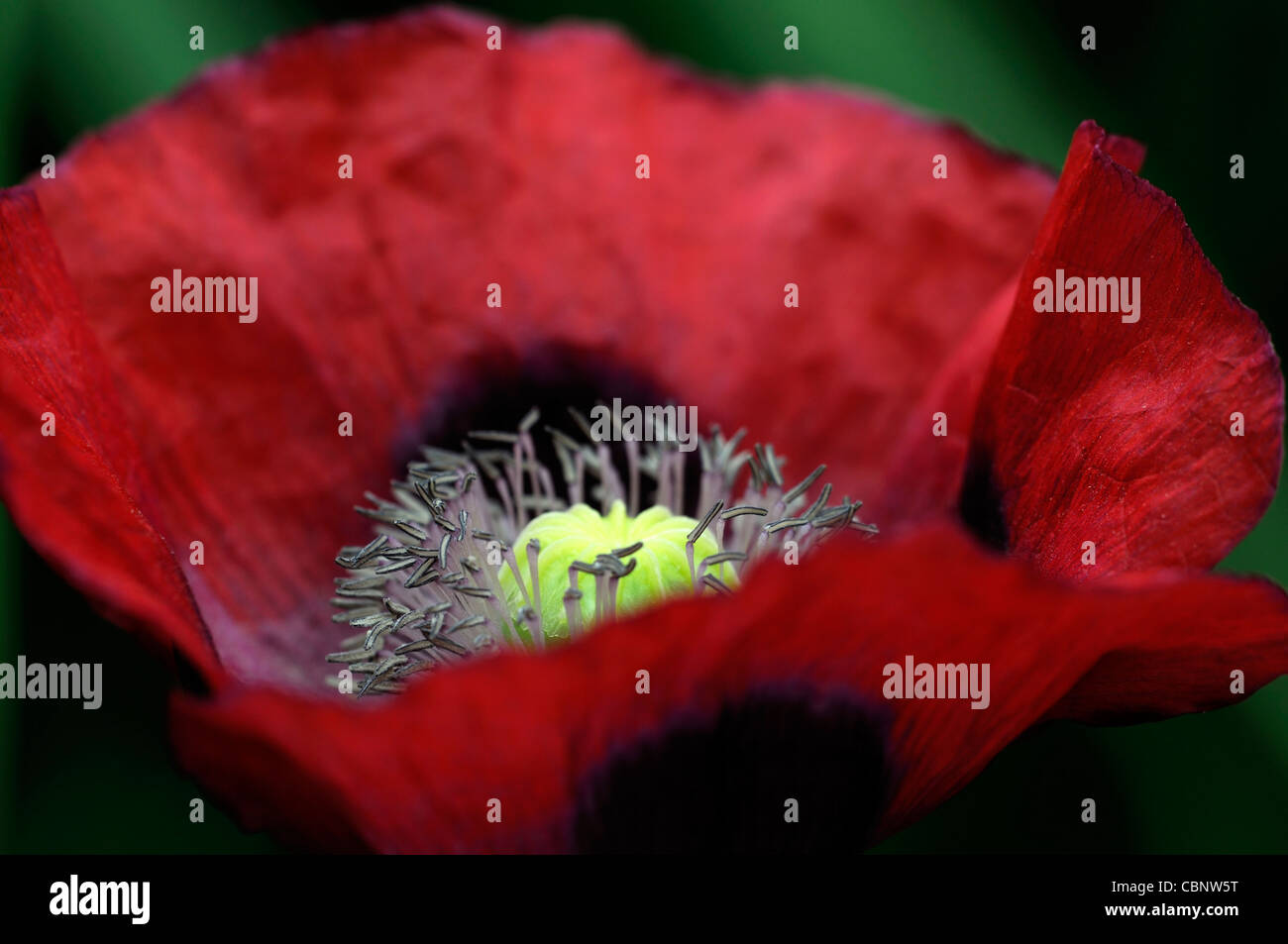 papaver orientale Beauty of Livermere oriental poppy poppies closeup ...