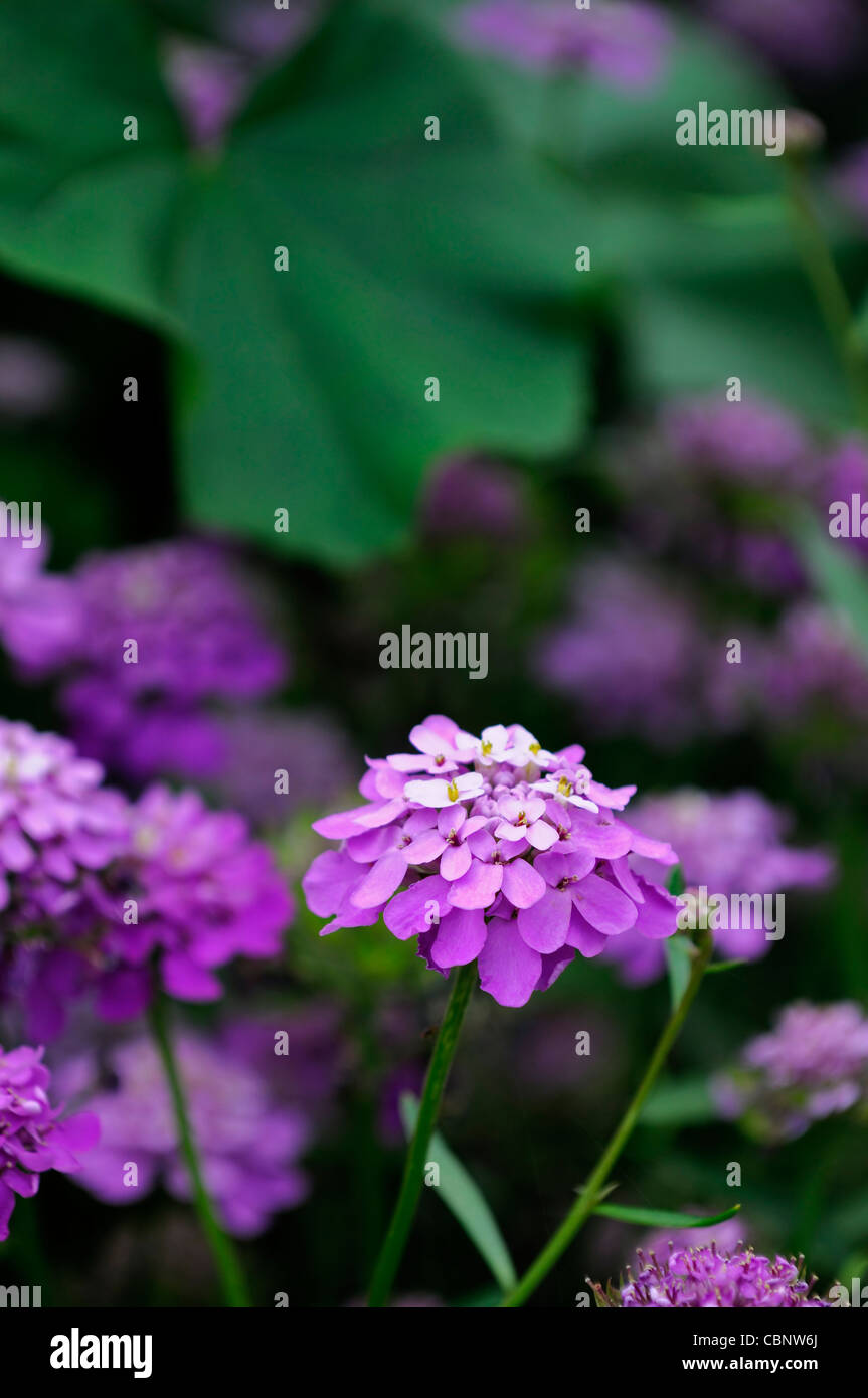 candytuft 'dwarf fairy mixed' Iberis tenoreana purple annual flower ...