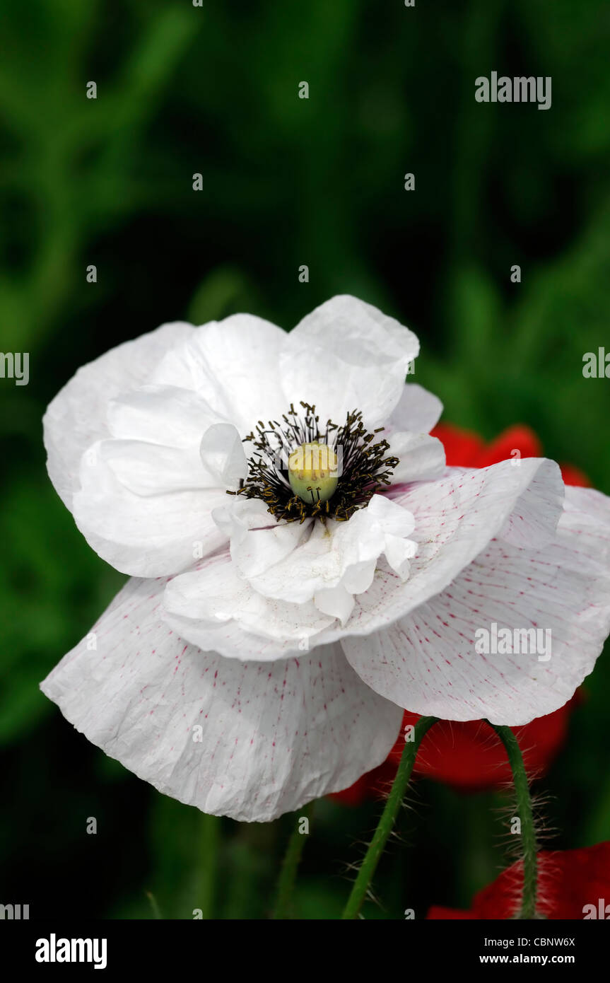 Papaver rhoeas angels choir hi-res stock photography and images - Alamy