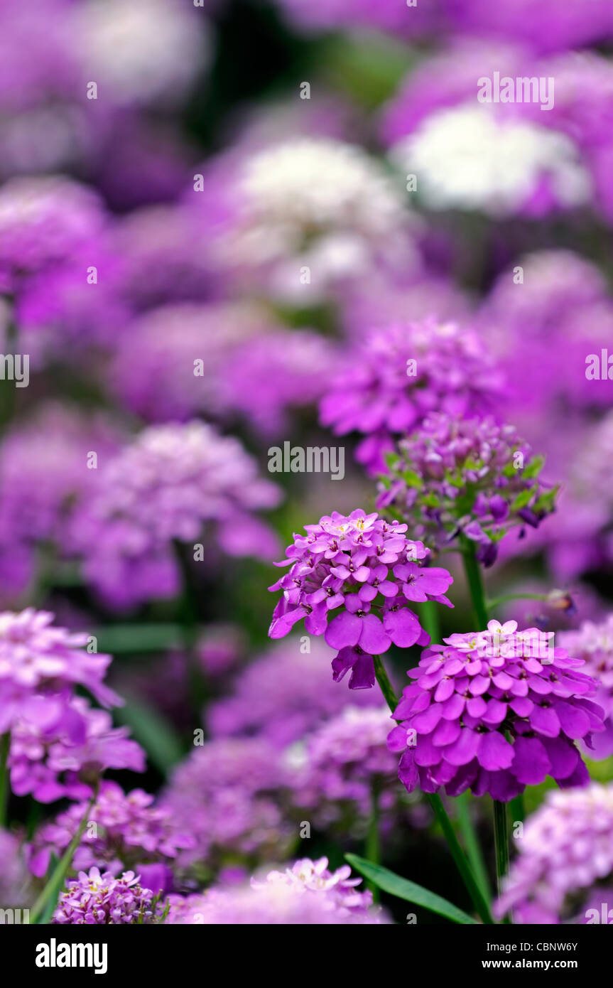 candytuft 'dwarf fairy mixed' Iberis tenoreana purple annual flower ...