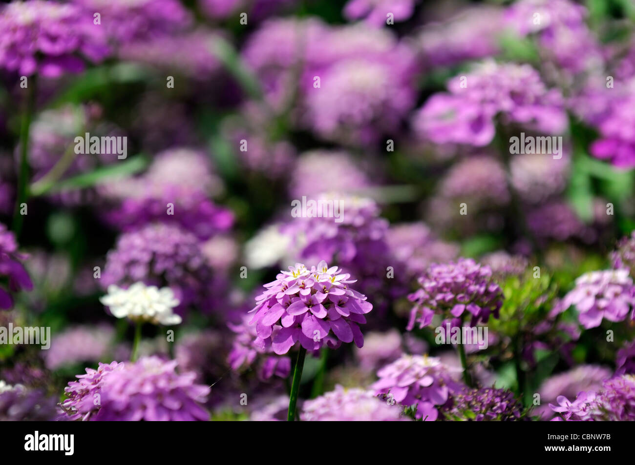 candytuft 'dwarf fairy mixed' Iberis tenoreana purple annual flower ...