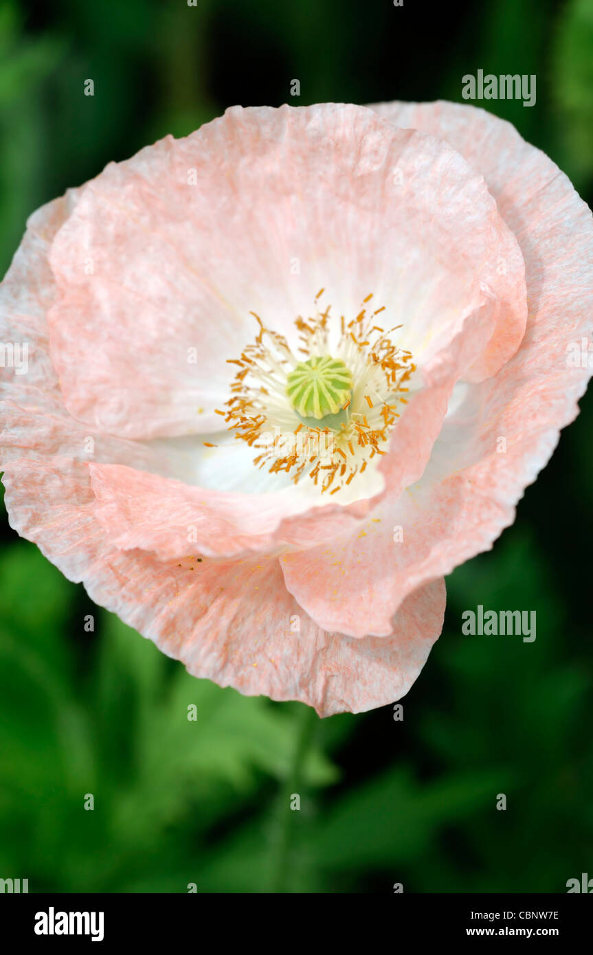 papaver rhoeas angels choir plant portraits closeup flowers flowering ...