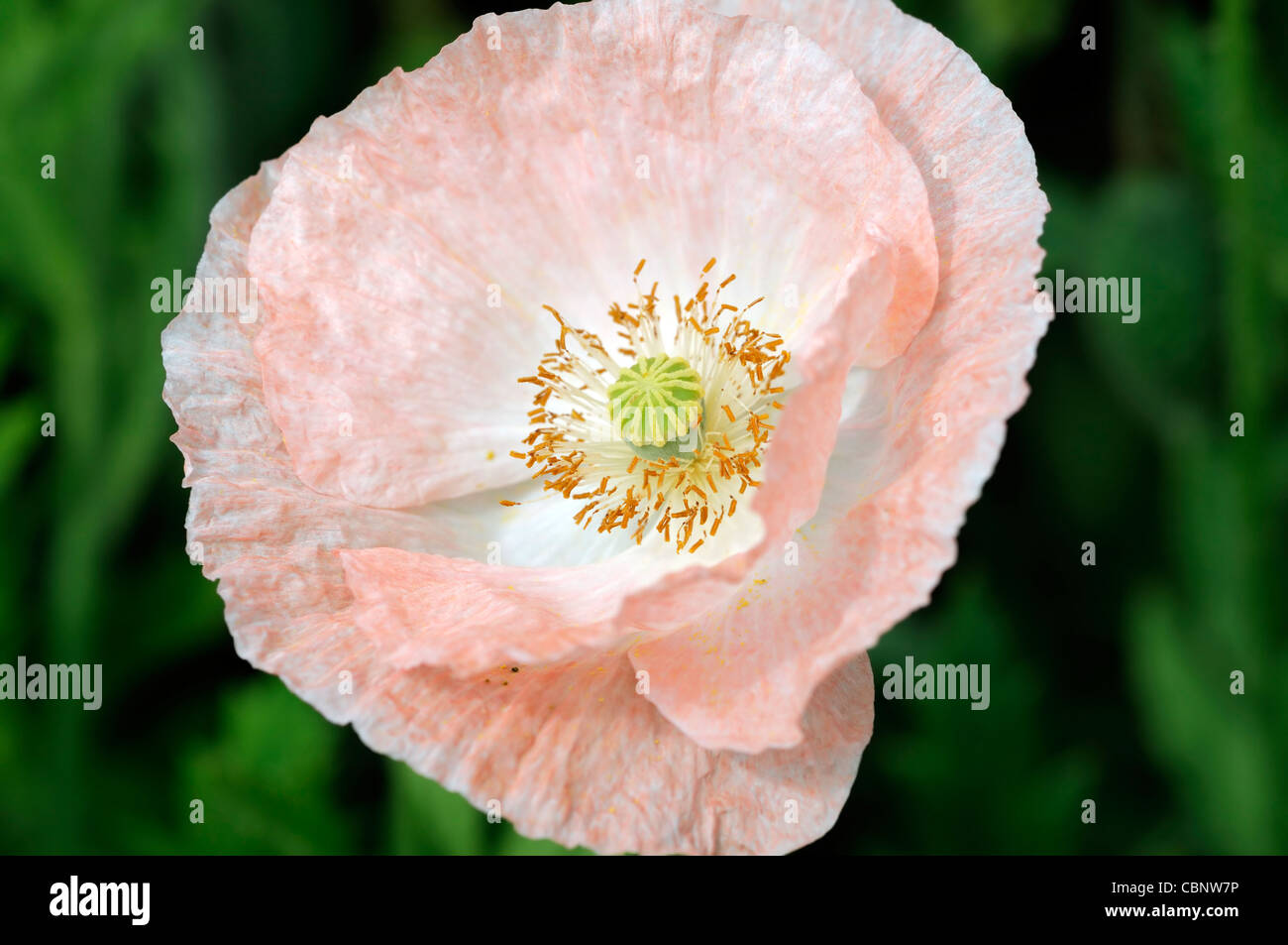 papaver rhoeas angels choir plant portraits closeup flowers flowering ...