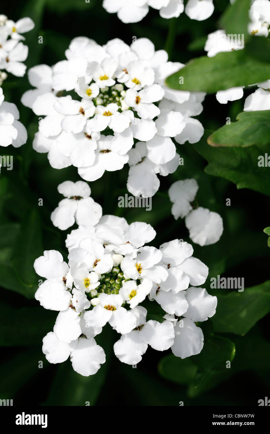 Candytuft Iceberg Iberis amara white annual flower bloom blossom ...