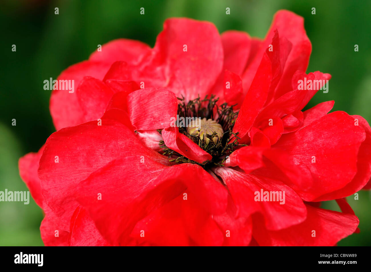 papaver rhoeas angels choir plant portraits closeup flowers flowering ...