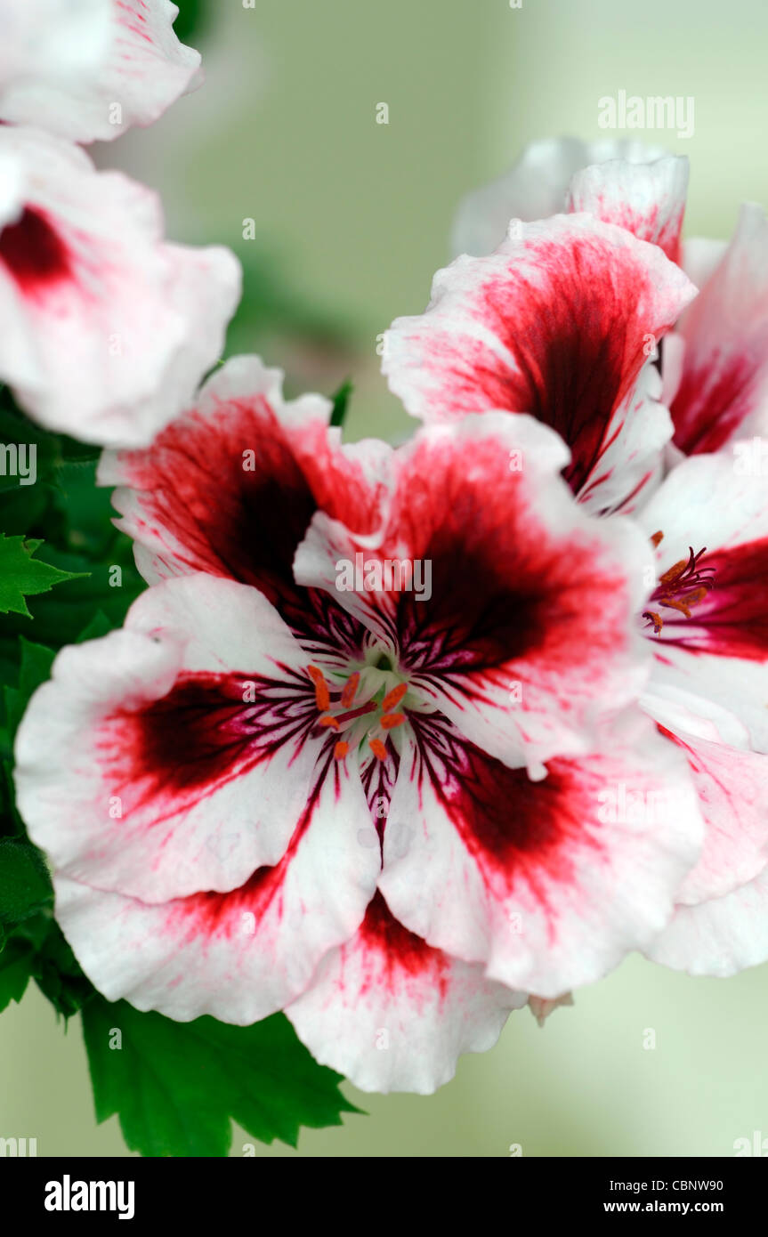 Pelargonium x domesticum 'Aztec' syn Martha Washington regal geranium ...