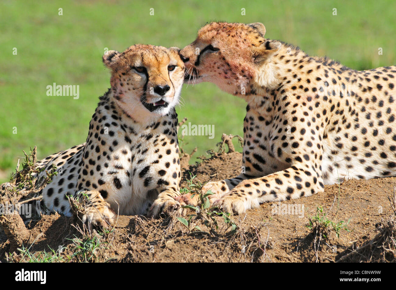 Cheetah licking its face hi-res stock photography and images - Alamy