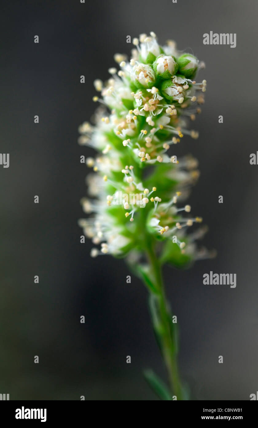 Petrophytum hi-res stock photography and images - Alamy