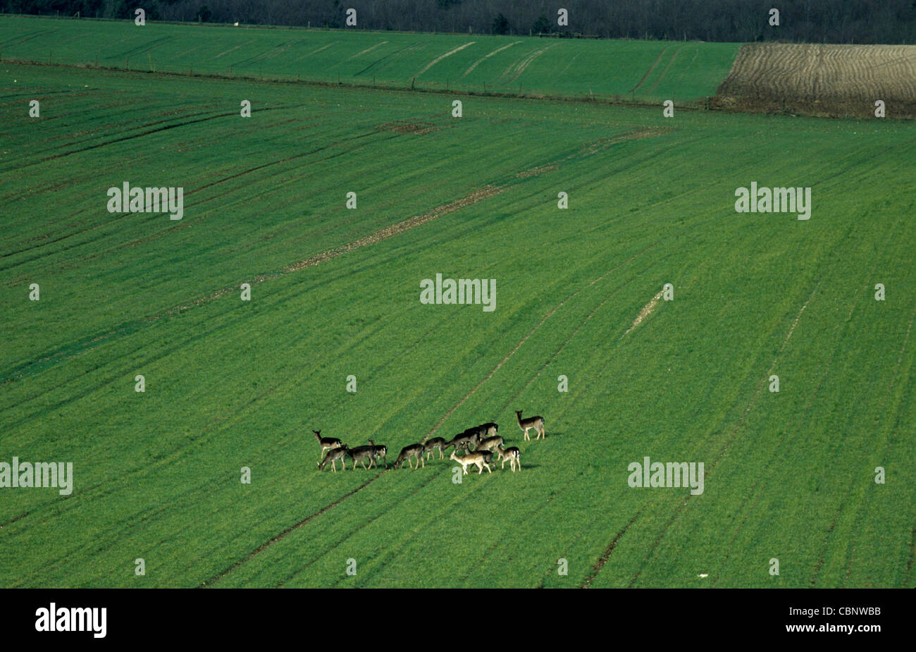 A herd of roe deer in a young wheat crop Stock Photo - Alamy