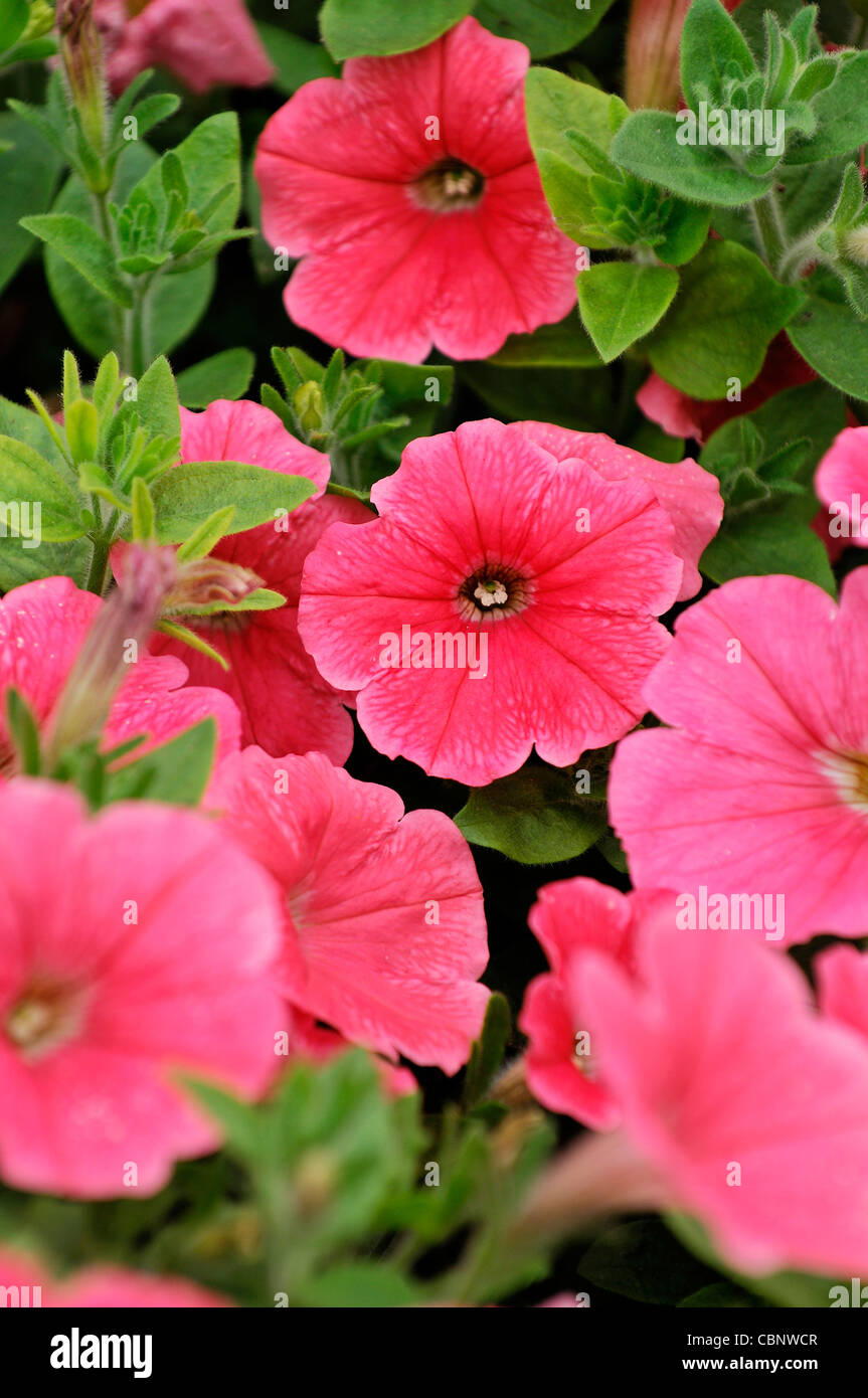 petunia x hybrida wonder wave salmon plant portraits closeup flowers ...