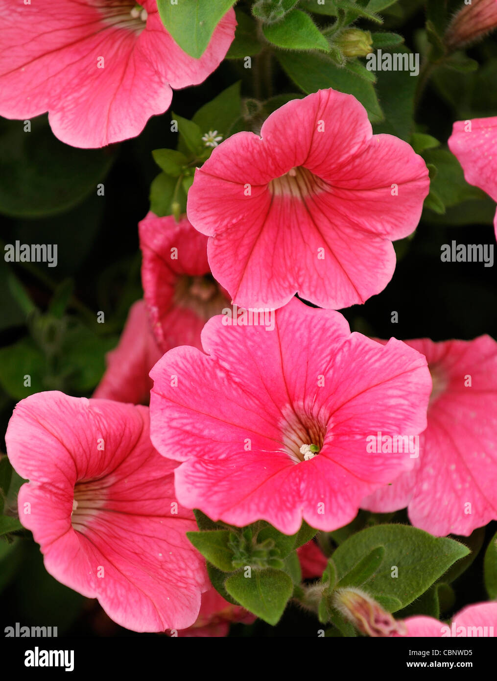 petunia x hybrida wonder wave salmon plant portraits closeup flowers ...