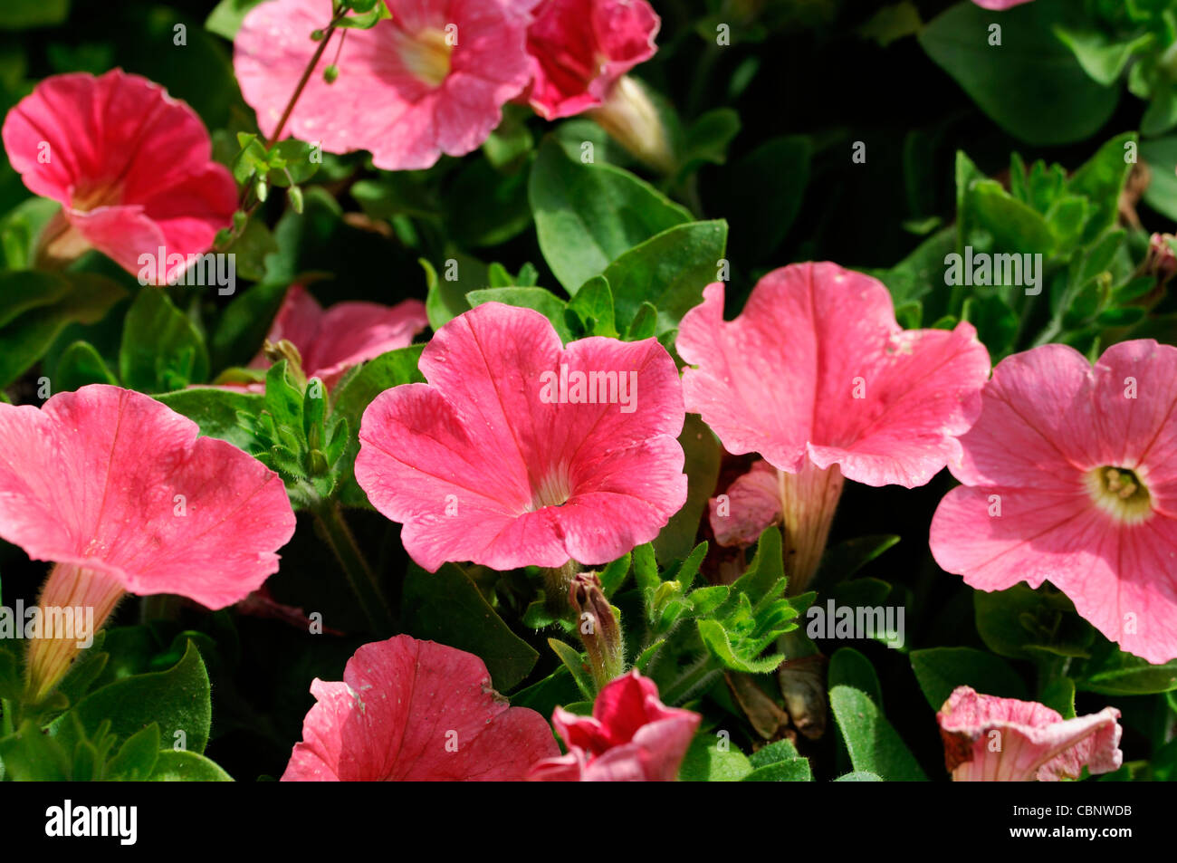 petunia x hybrida wonder wave salmon plant portraits closeup flowers ...