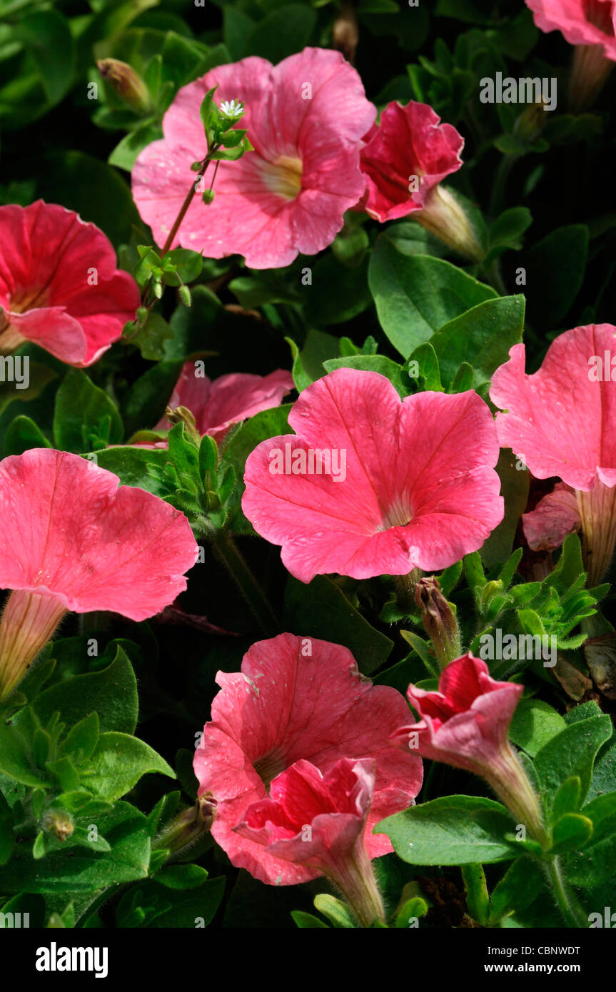 petunia x hybrida wonder wave salmon plant portraits closeup flowers ...