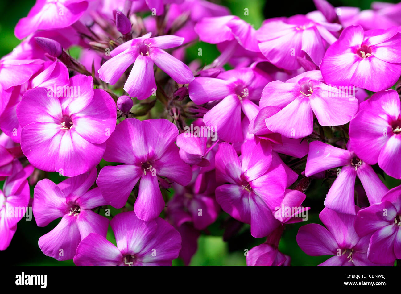 Phlox paniculata Amethyst Garden Phlox violet purple perennial flowers ...
