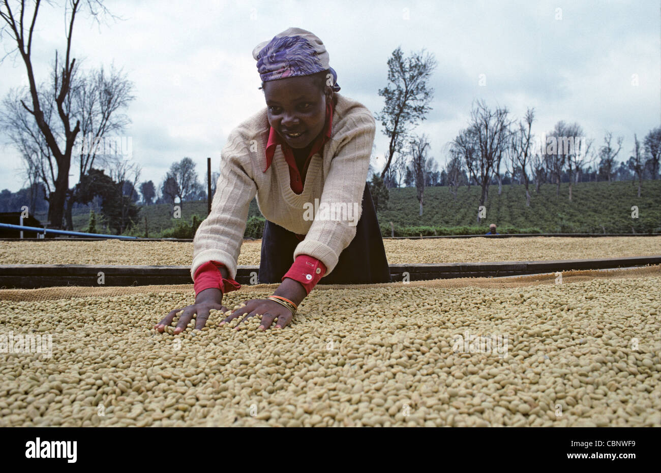 Coffee beans being turned on a drying table exposed to the sun, Nairobi ...