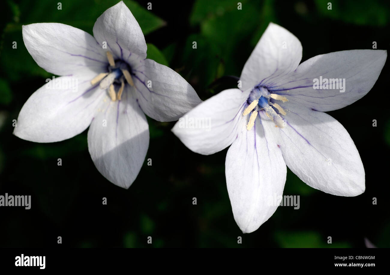 Platycodon grandiflorus hi-res stock photography and images - Alamy