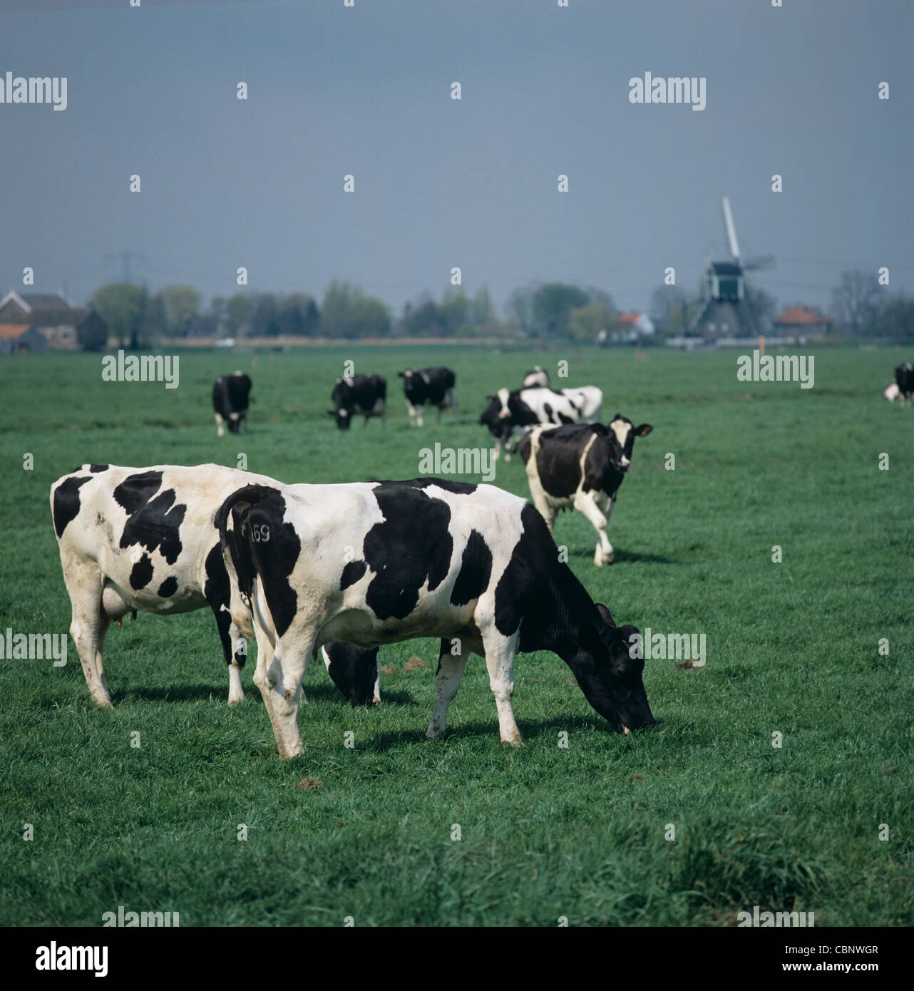 Friesian Holstein cows grazing on low lying Dutch pasture with ...