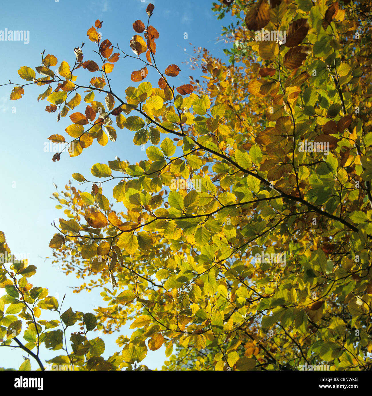 Beech leaves in autumn colour in Savernake Forest against a clear blue ...