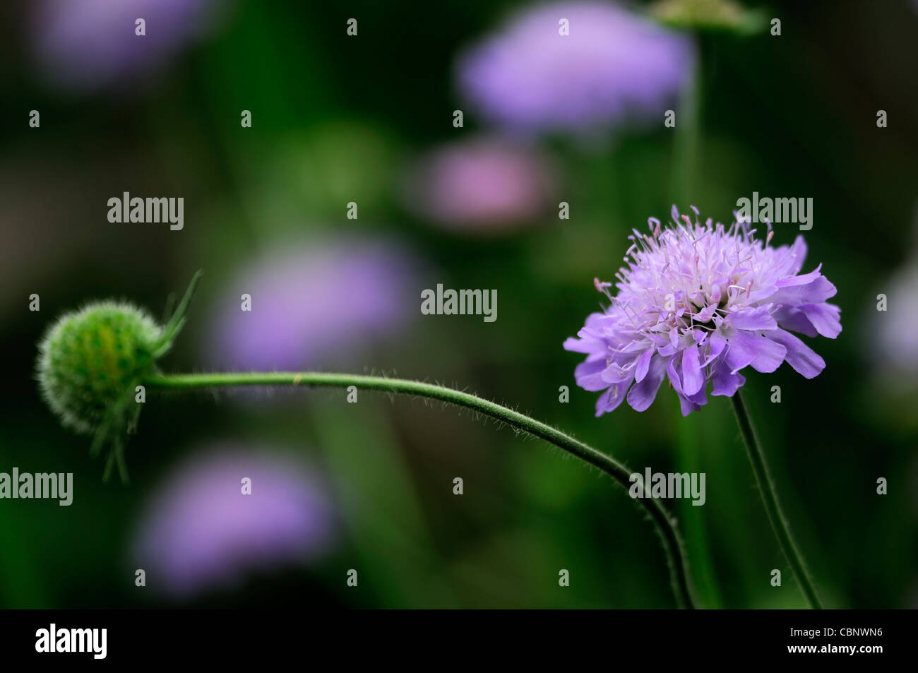 Perennial scabious hi-res stock photography and images - Alamy