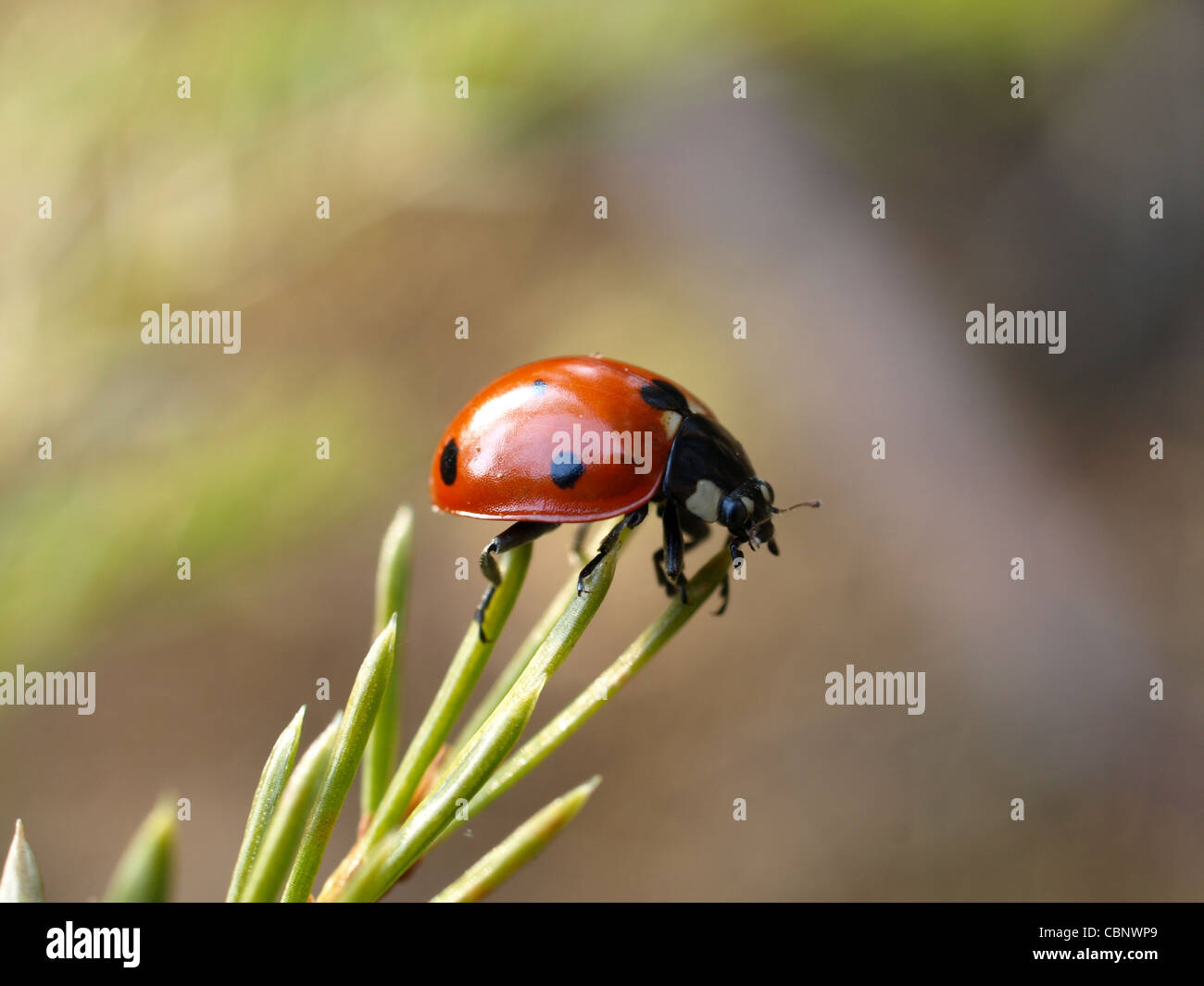 seven-spot ladybird beetle, ladybug / Coccinella septempunctata ...