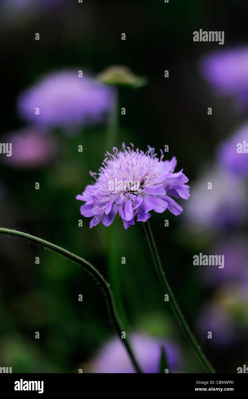 Perennial scabious hi-res stock photography and images - Alamy