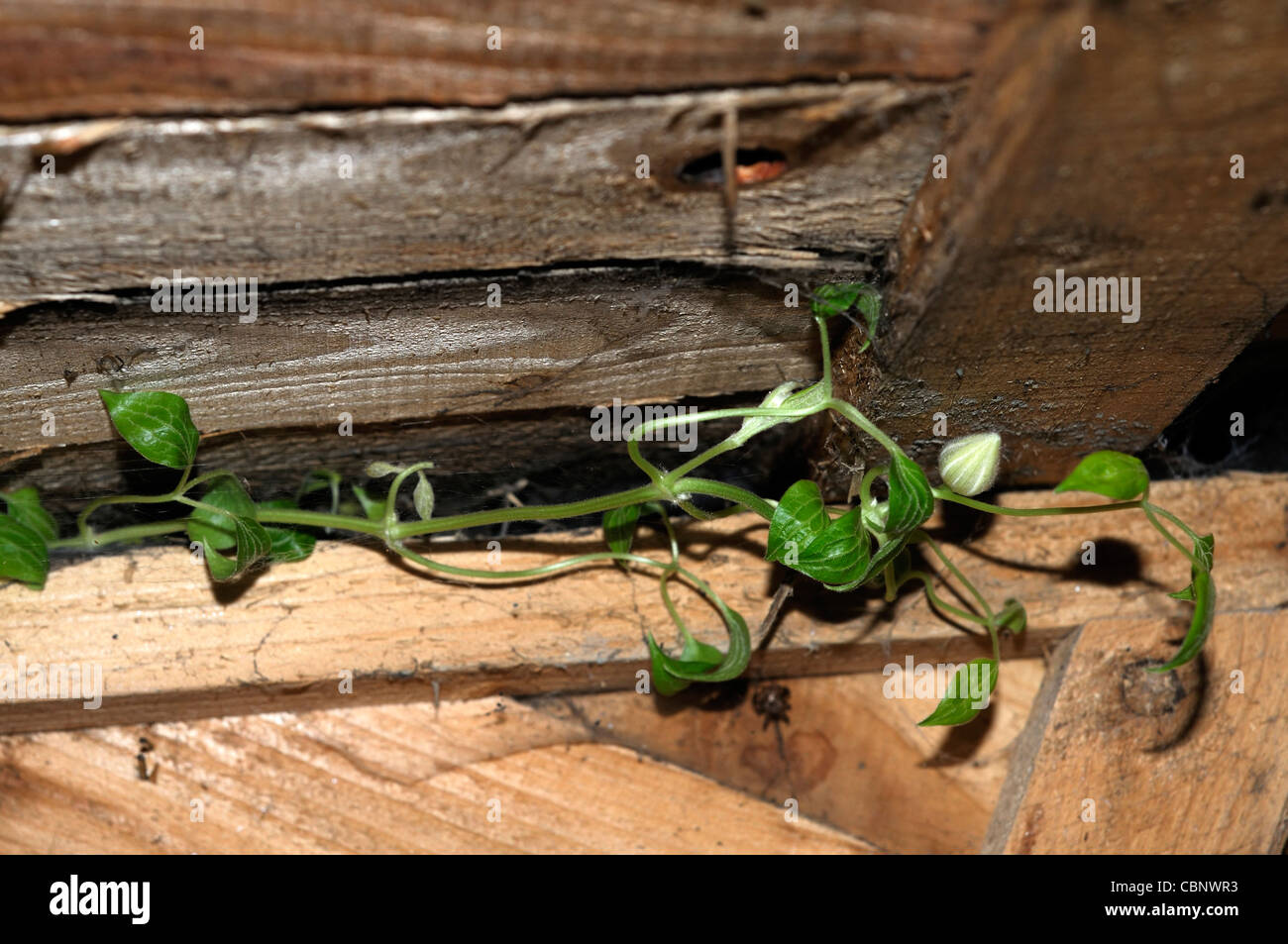clematis climber creeper tendril grow growing inside garden shed dark ...
