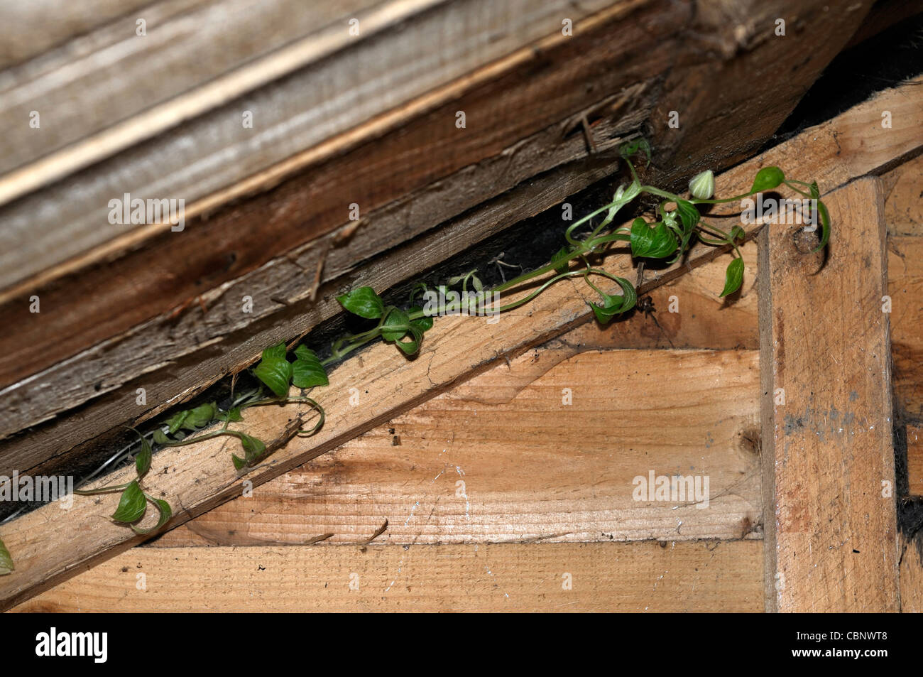 clematis climber creeper tendril grow growing inside garden shed dark ...