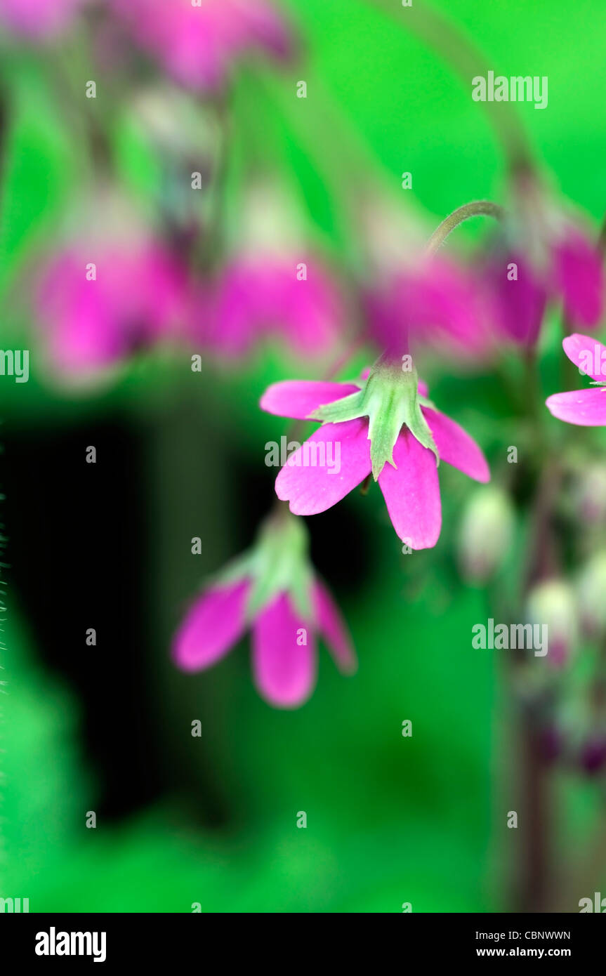 Cortusa Matthioli High Resolution Stock Photography and Images - Alamy