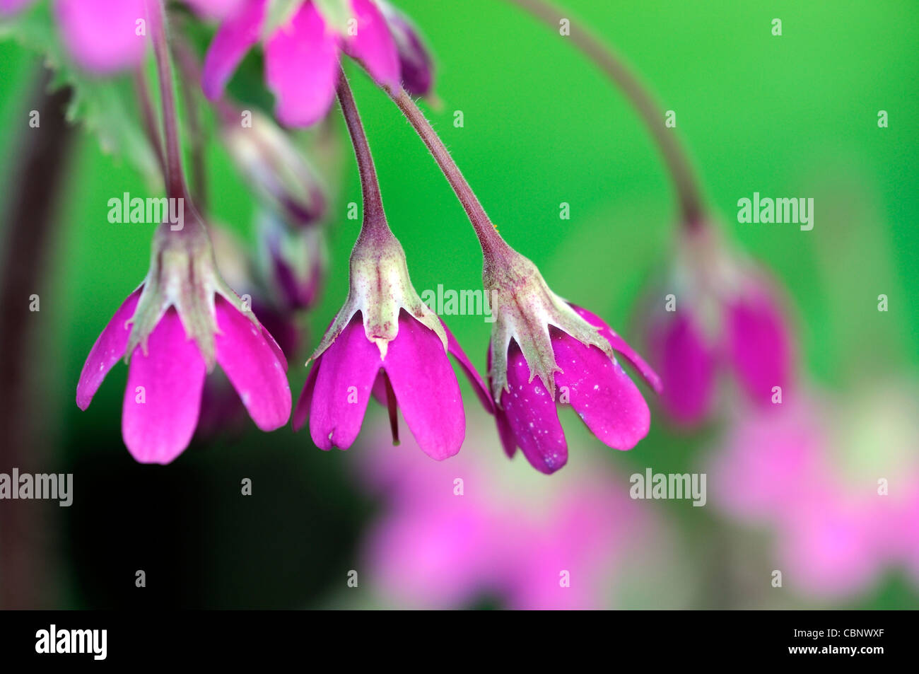 cortusa matthioli closeup selective focus plant portraits flowers ...