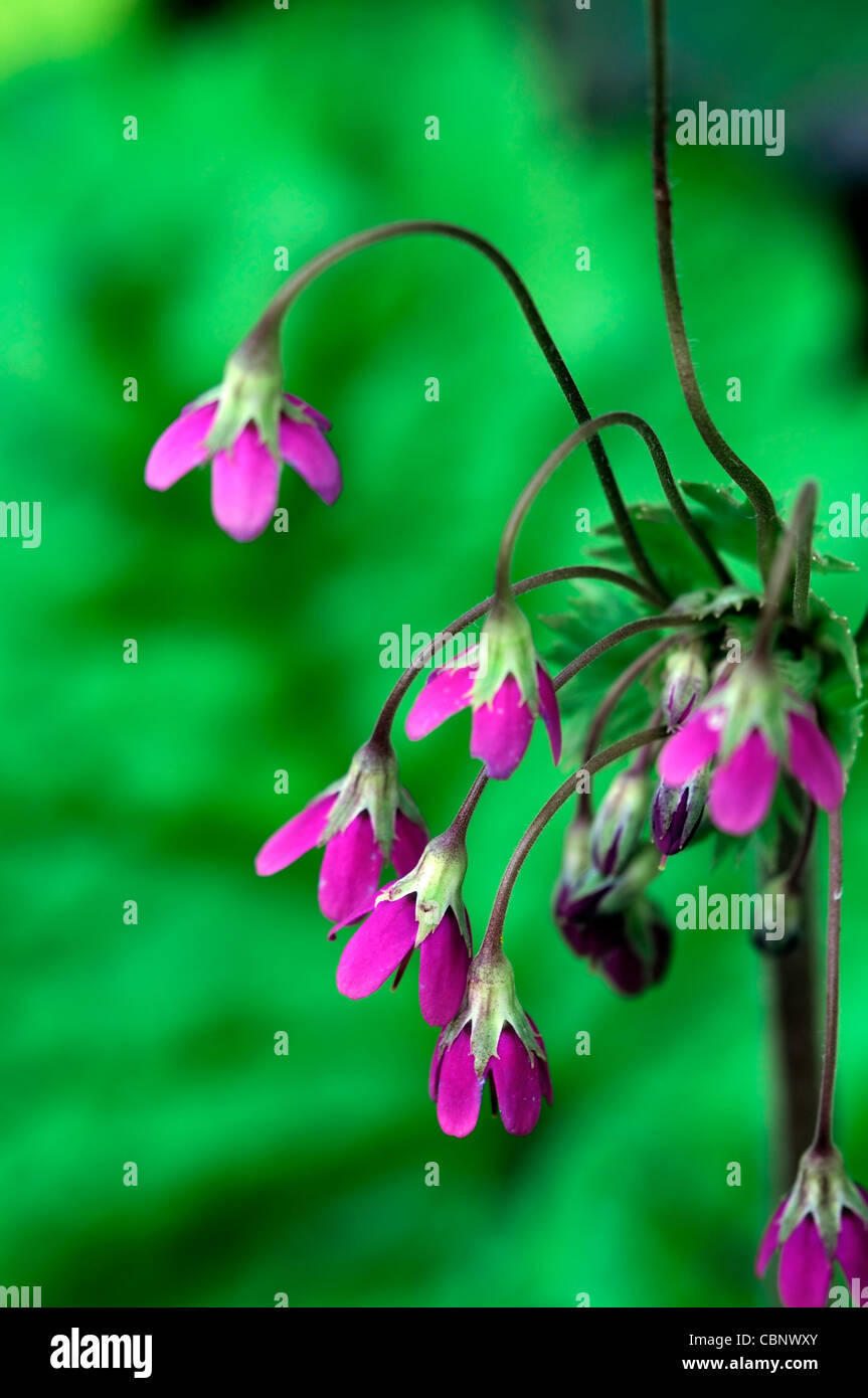 cortusa matthioli closeup selective focus plant portraits flowers ...