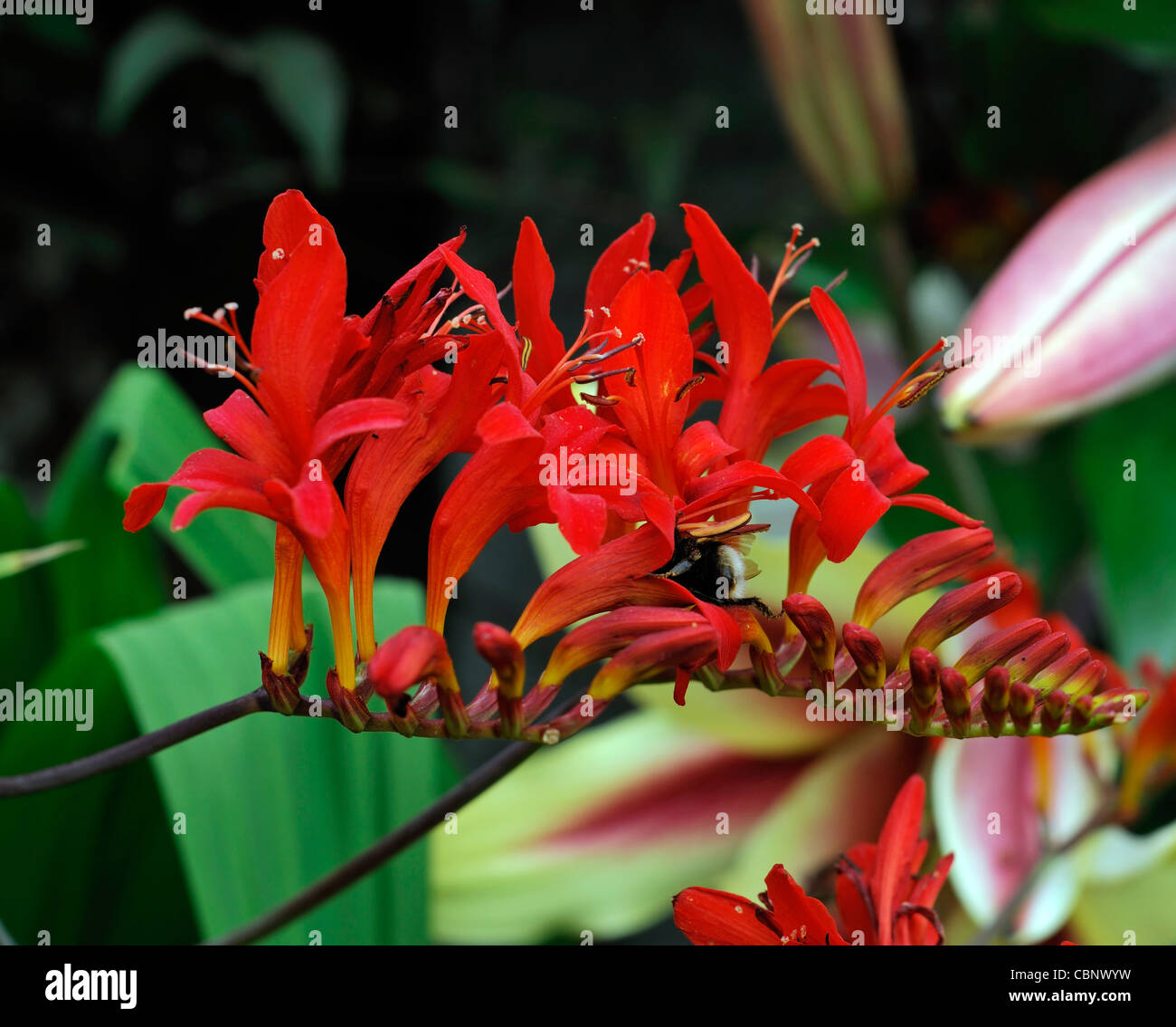 Crocosmia lucifer hi-res stock photography and images - Alamy