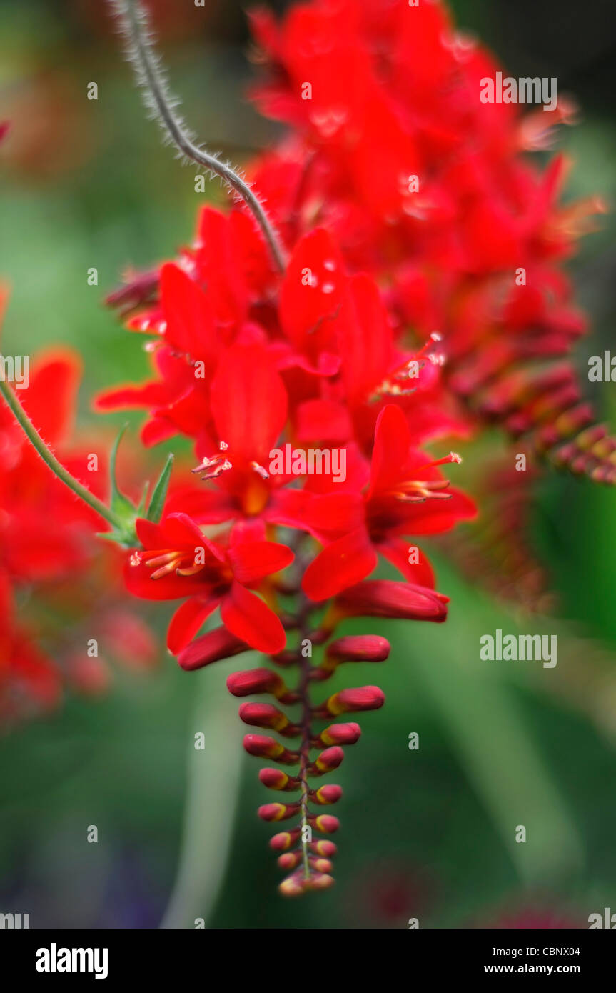 crocosmia lucifer perennials flowers blooms orange red colours colors ...