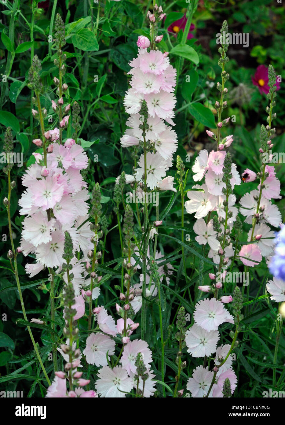 Sidalcea Elsie Heugh High Resolution Stock Photography and Images - Alamy
