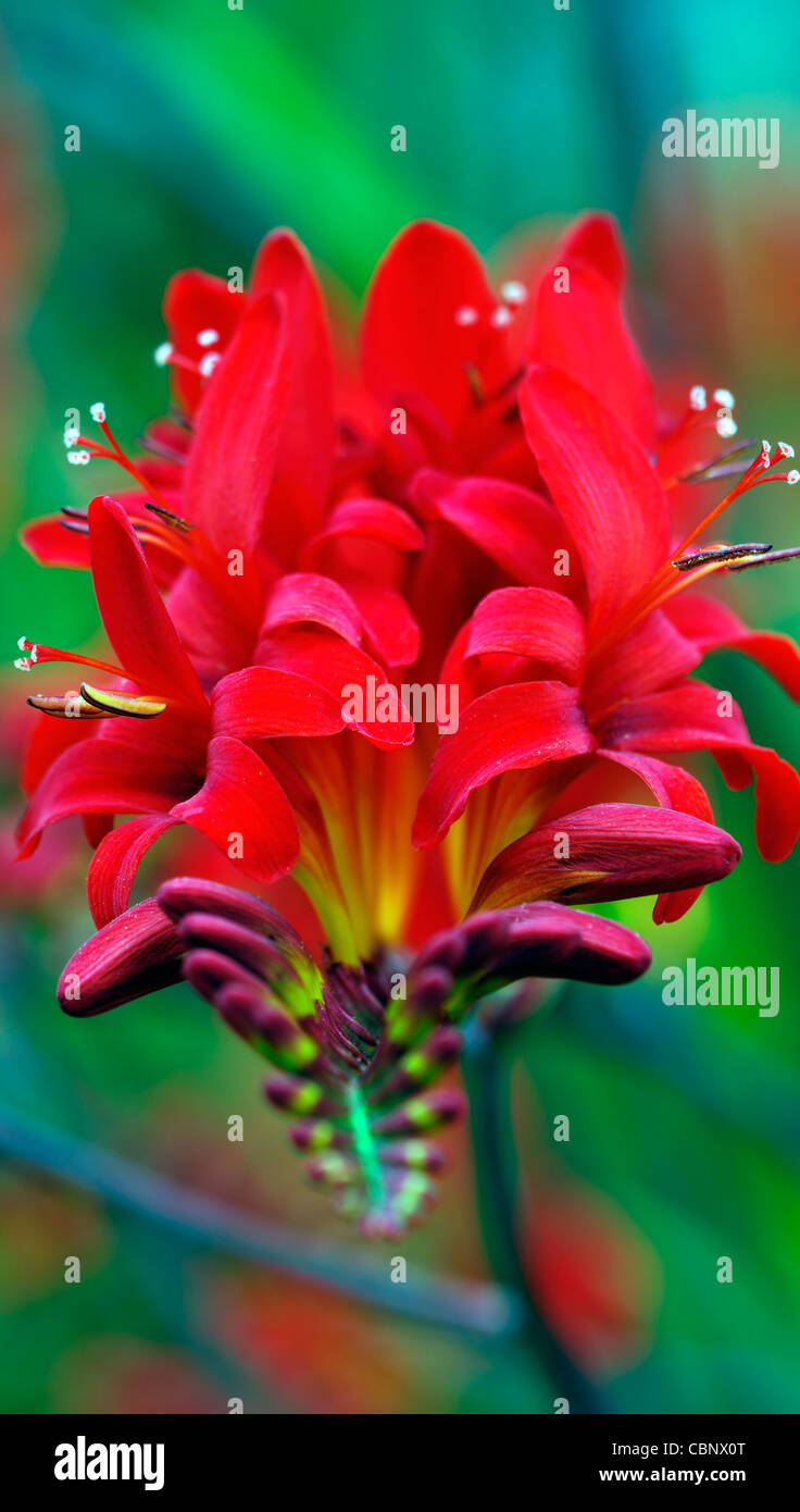 Montbretia lucifer flowers hi-res stock photography and images - Alamy