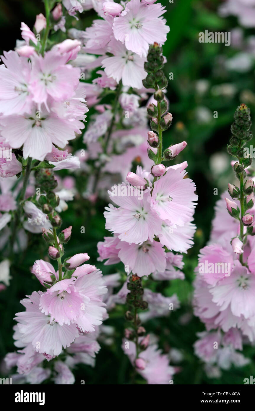 sidalcea elsie heugh pink spires spikes perennials closeup flowers ...