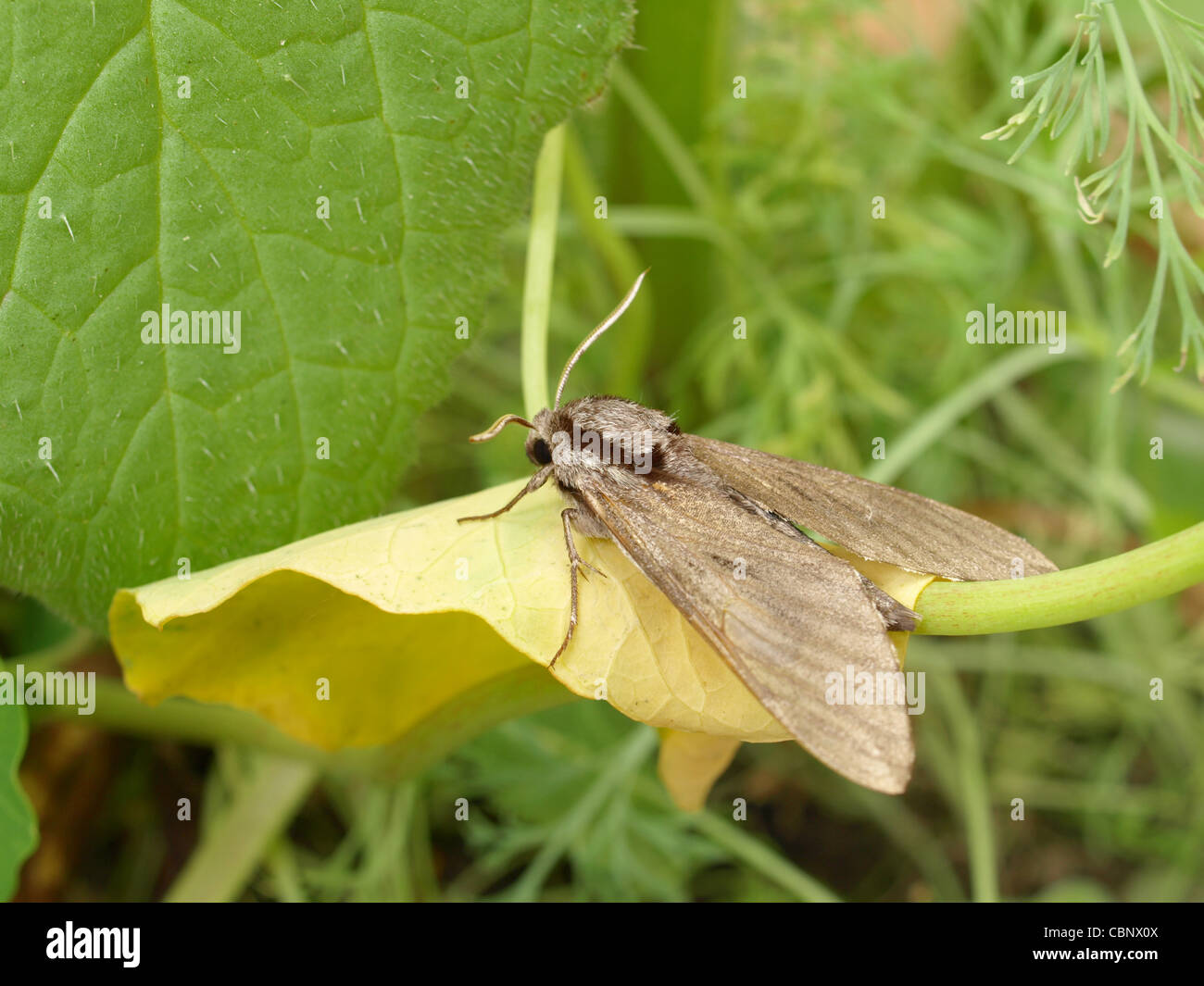 Pine Hawk-moth / Sphinx pinastri / Kiefernschwärmer Stock Photo - Alamy
