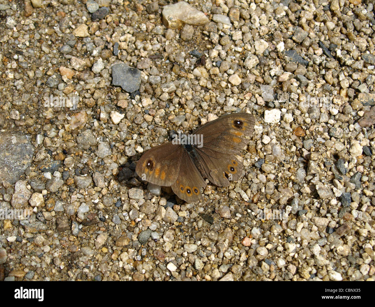 Large Wall Brown, butterfly / Lasiommata maera / Braunauge Stock Photo ...