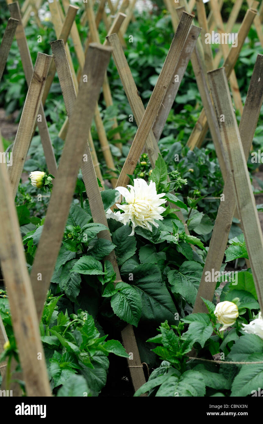Support Structure For Dahlias at Brian Bauer blog Support Structure For Dahlias at Brian Bauer blog
